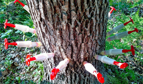 Tree Care Services | Hartman Landscape